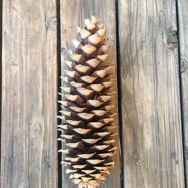 Large Pine Cones - Etsy