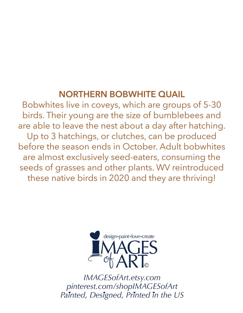Bobwhite Quail Original Watercolor Note Cards, 4.25x5.5 Size, Blank ...