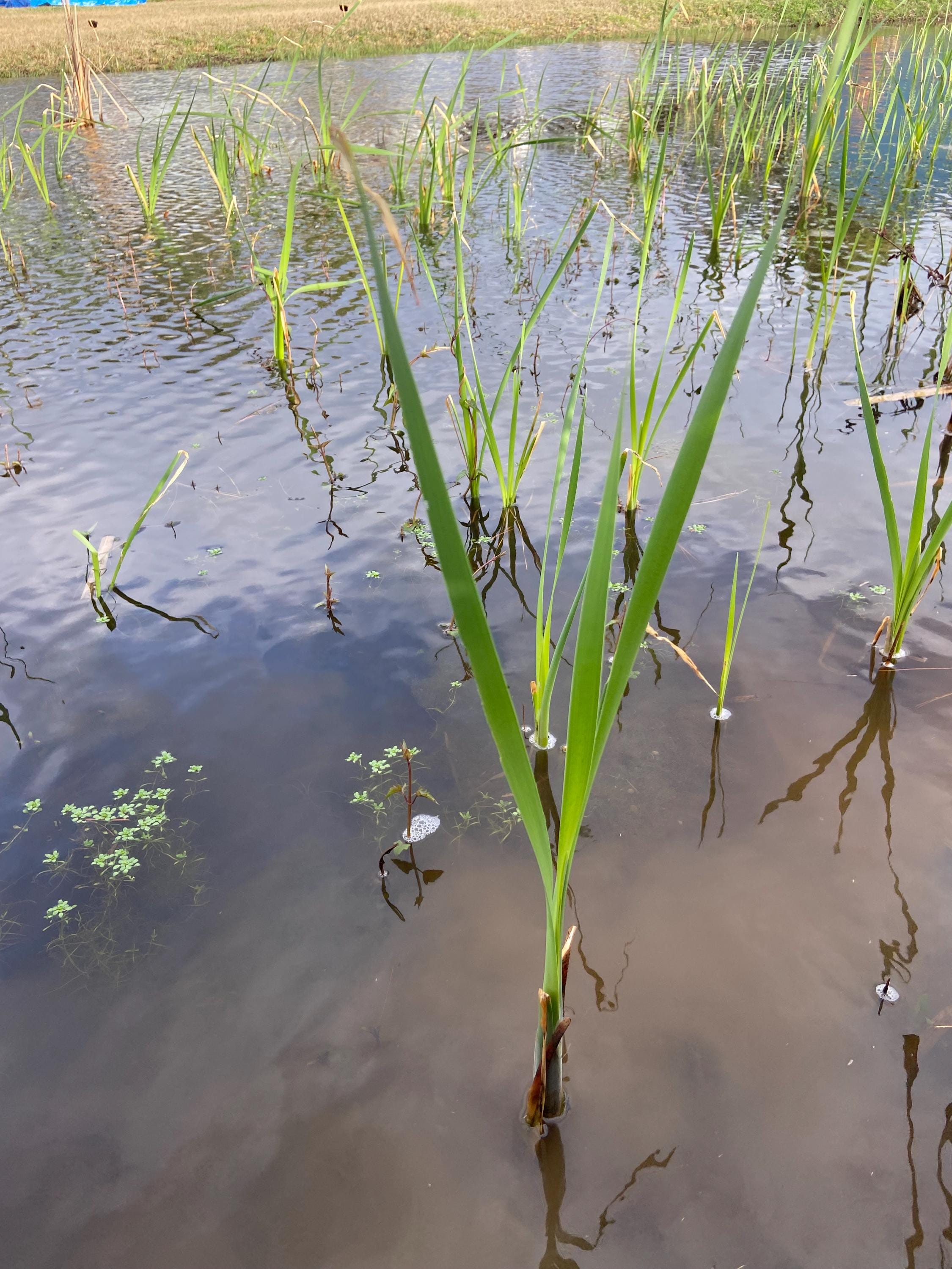 Cattail for Ponds Aquariums Hardy Plant Candlewick Corndog Grass Water ...