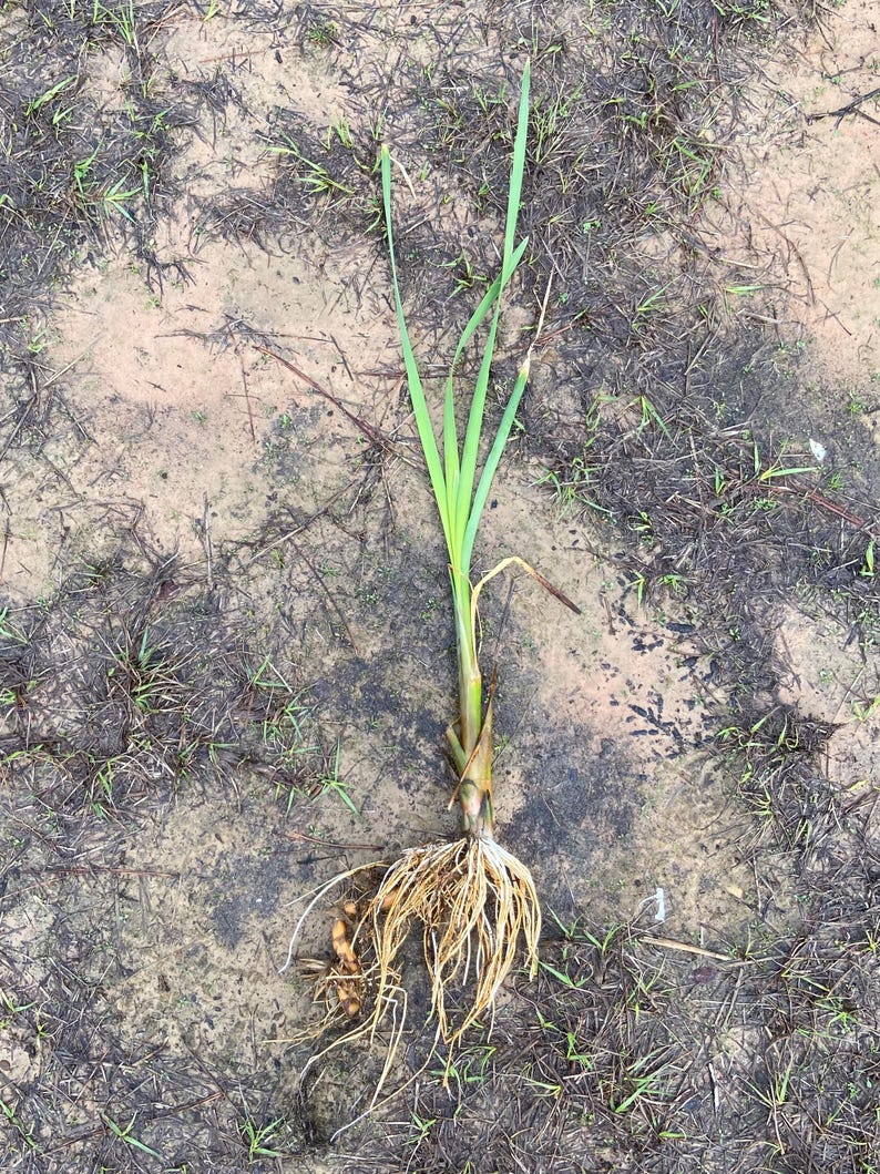 Cattail for Ponds Aquariums Hardy Plant Candlewick Corndog Grass Water ...