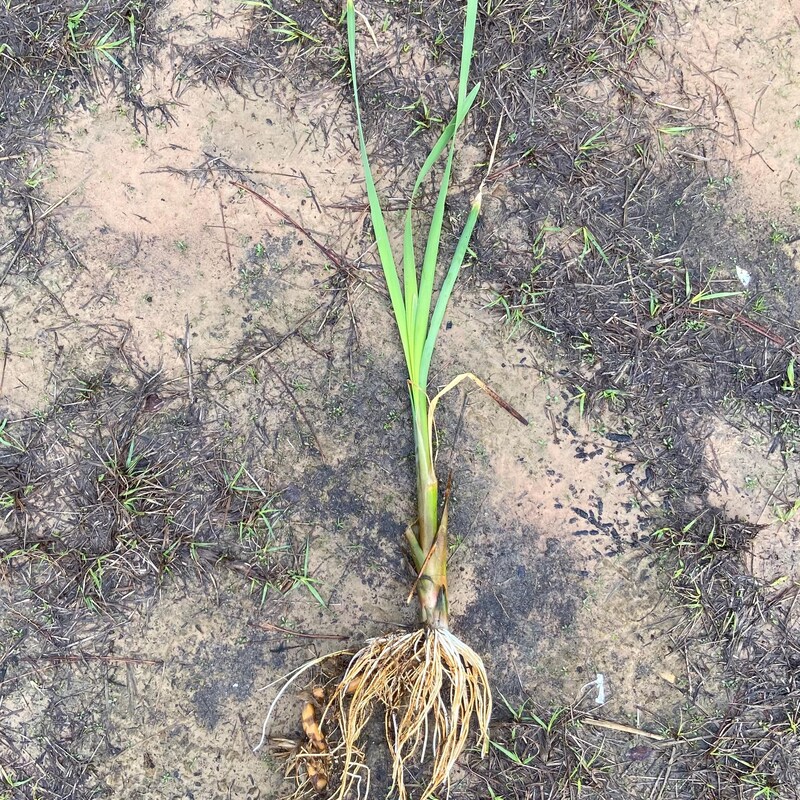 Horsetail Reed - Etsy