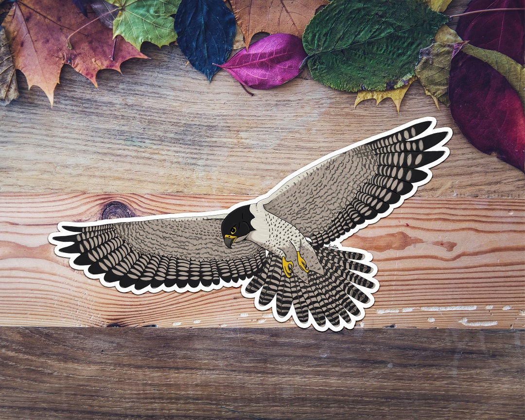 Peregrine Falcon Vinyl Sticker - Birder Gift - Etsy