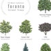 Street Trees of Toronto - 12" X 18" Digital File | Canadian Tree ...