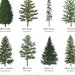 Conifers of Algonquin Park | Native Tree Species, Ontario, Canada ...