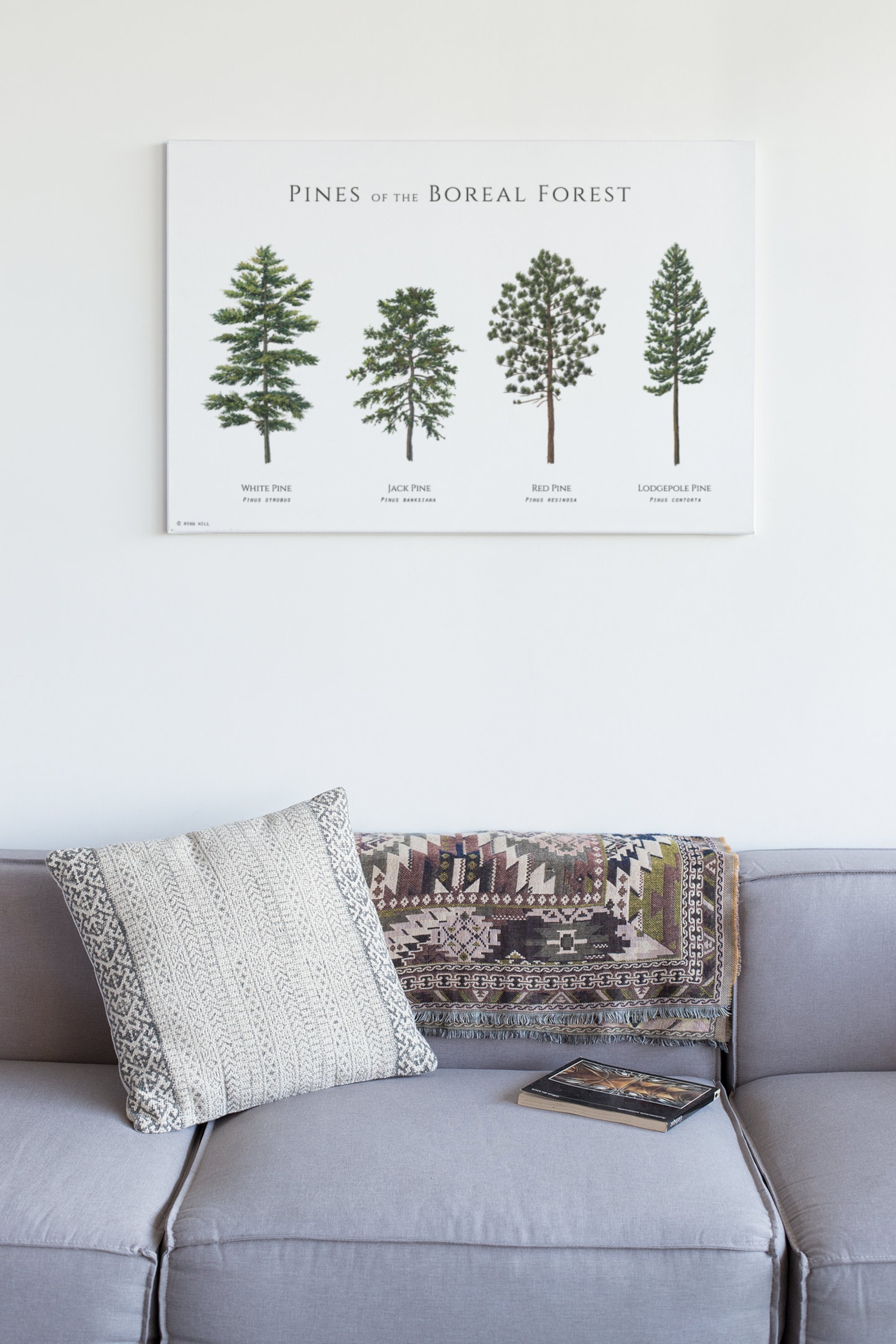 Illustrated Pine Trees of the Boreal Forest, Digital Download - Etsy