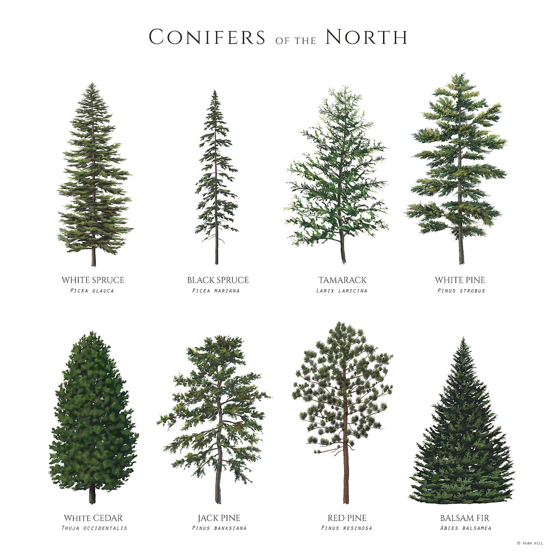 Illustrated Conifer Trees of the Northern Latitues of North America ...