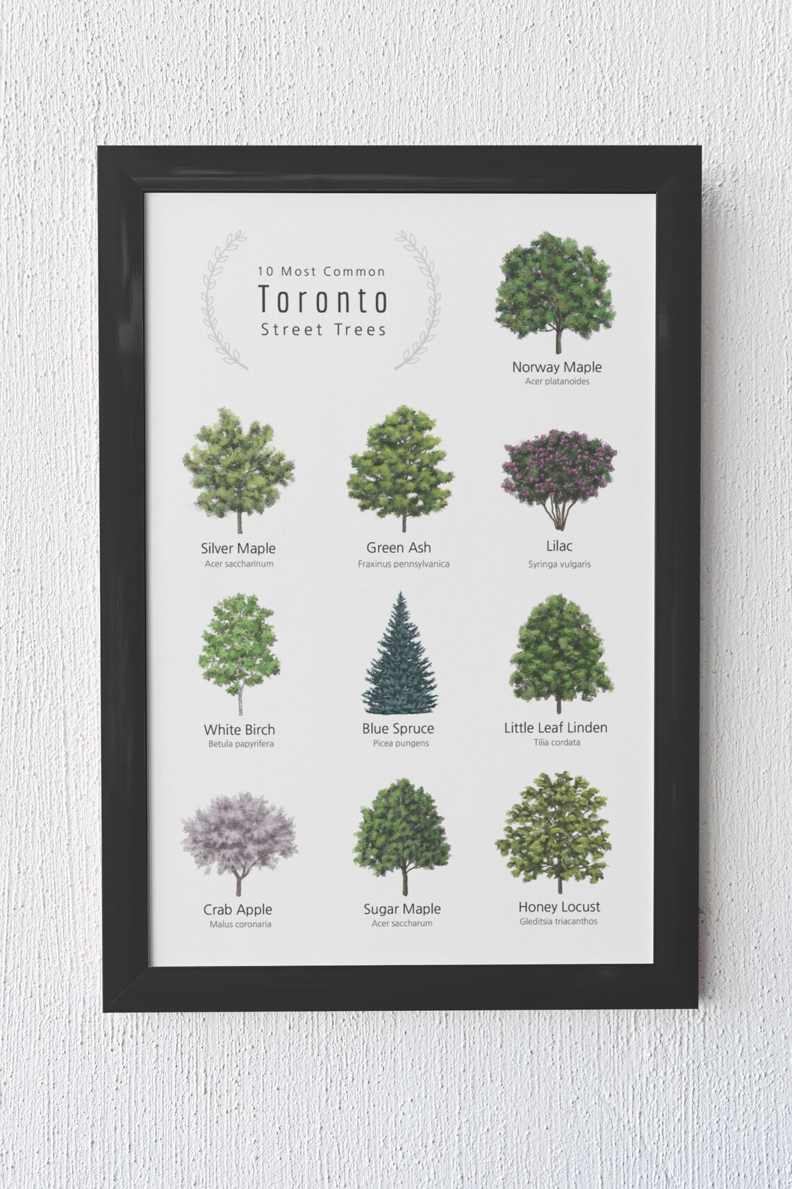 Street Trees of Toronto - 12" X 18" Digital File | Canadian Tree ...