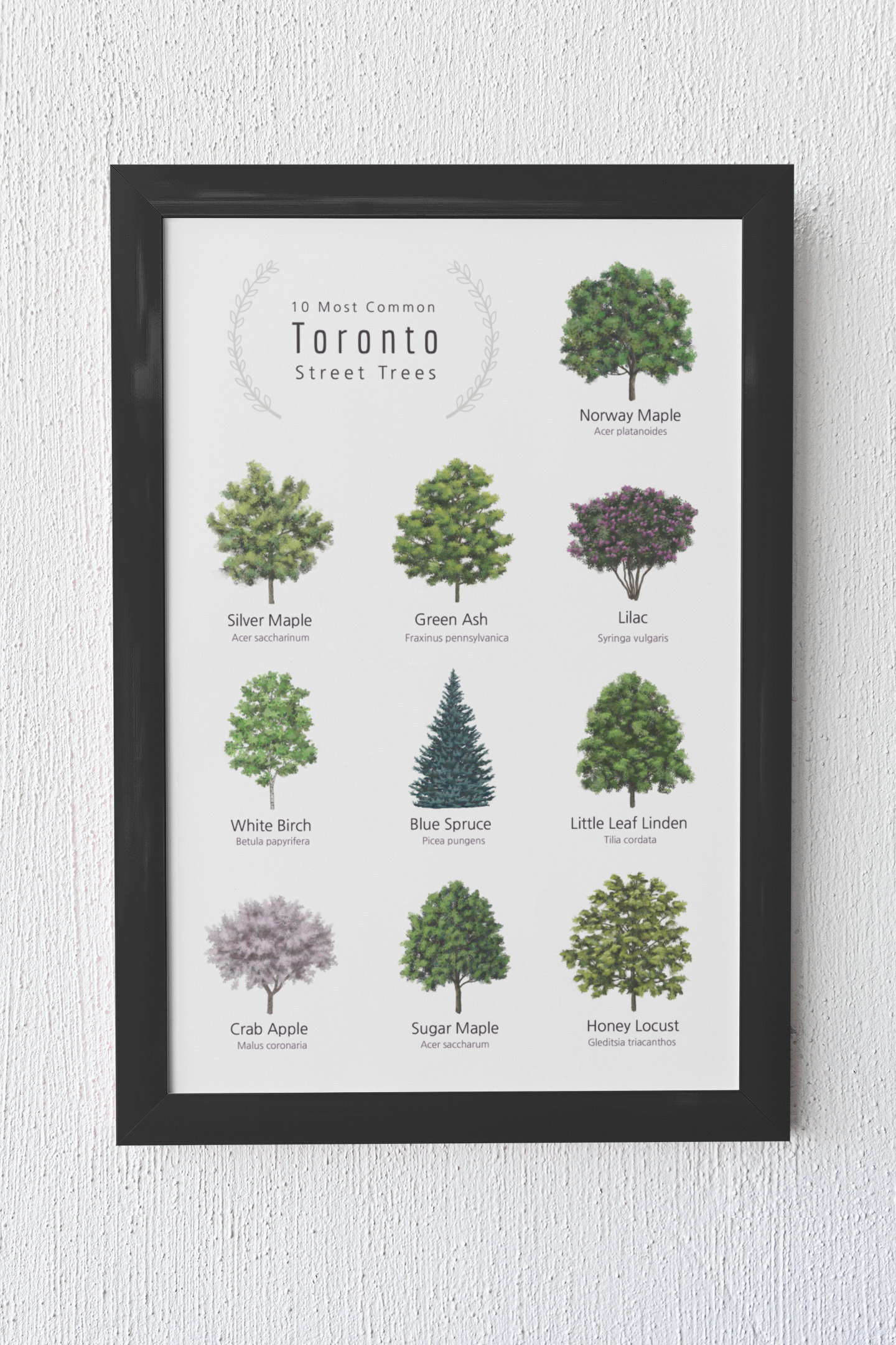 Street Trees of Toronto - 12" X 18" Digital File | Canadian Tree ...