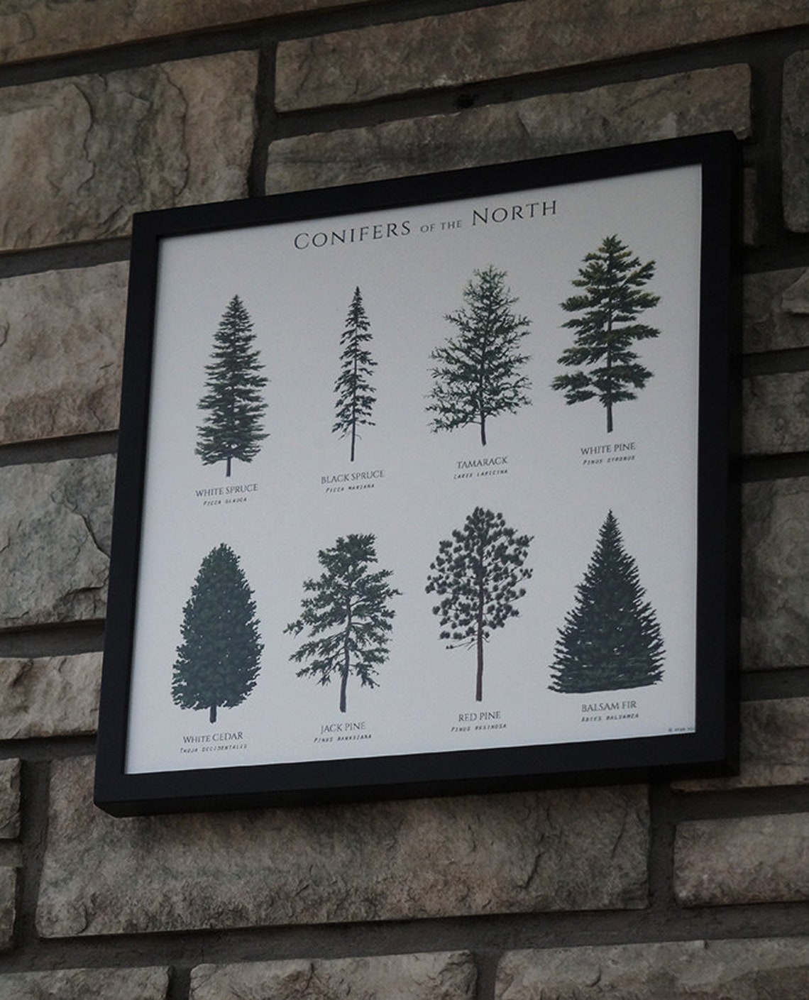 Illustrated Conifer Trees of the Northern Latitues of North - Etsy Canada