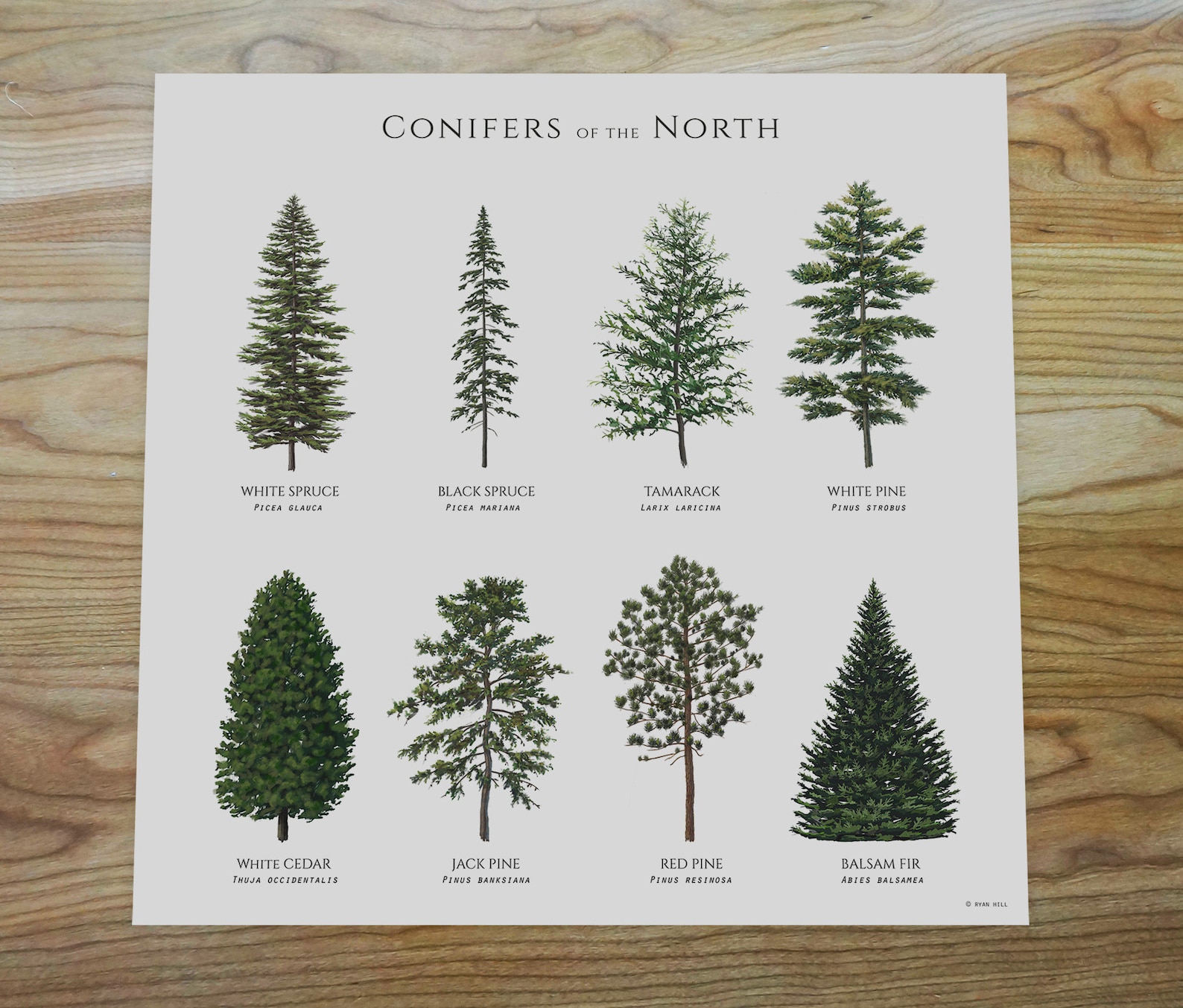 Illustrated Conifer Trees of the Northern Latitues of North America ...