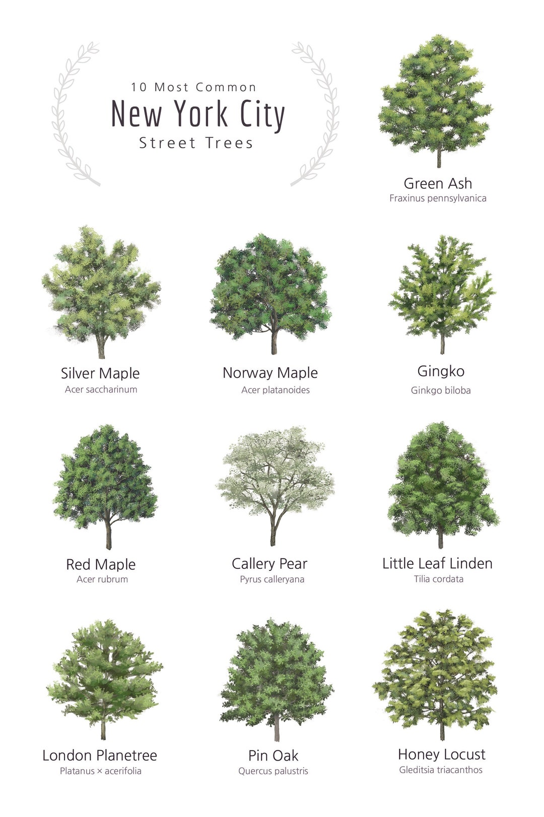 Street Trees of New York City - 12" X 18" Digital File | New York Tree ...