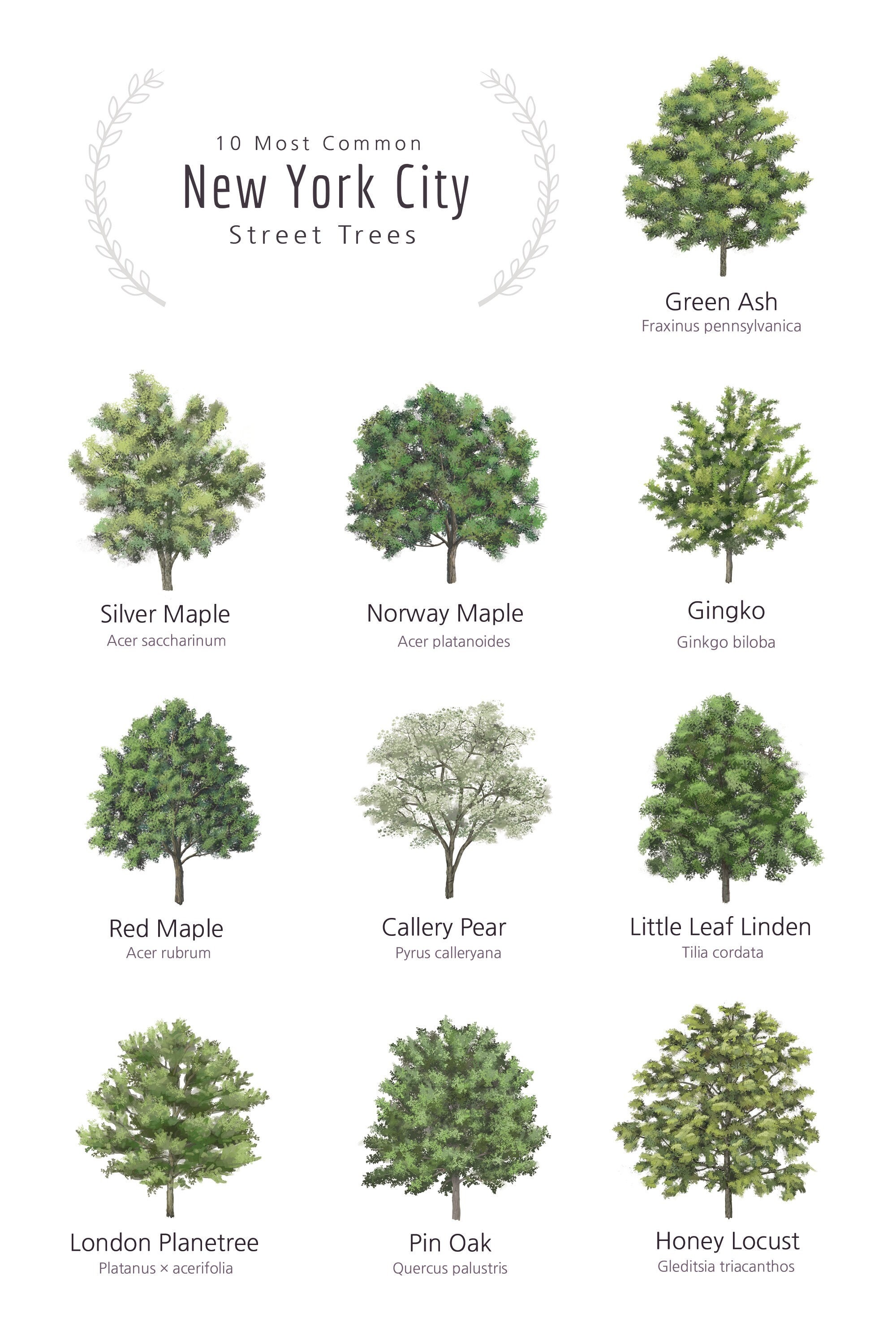 Street Trees of New York City - 12" X 18" Digital File | New York Tree ...
