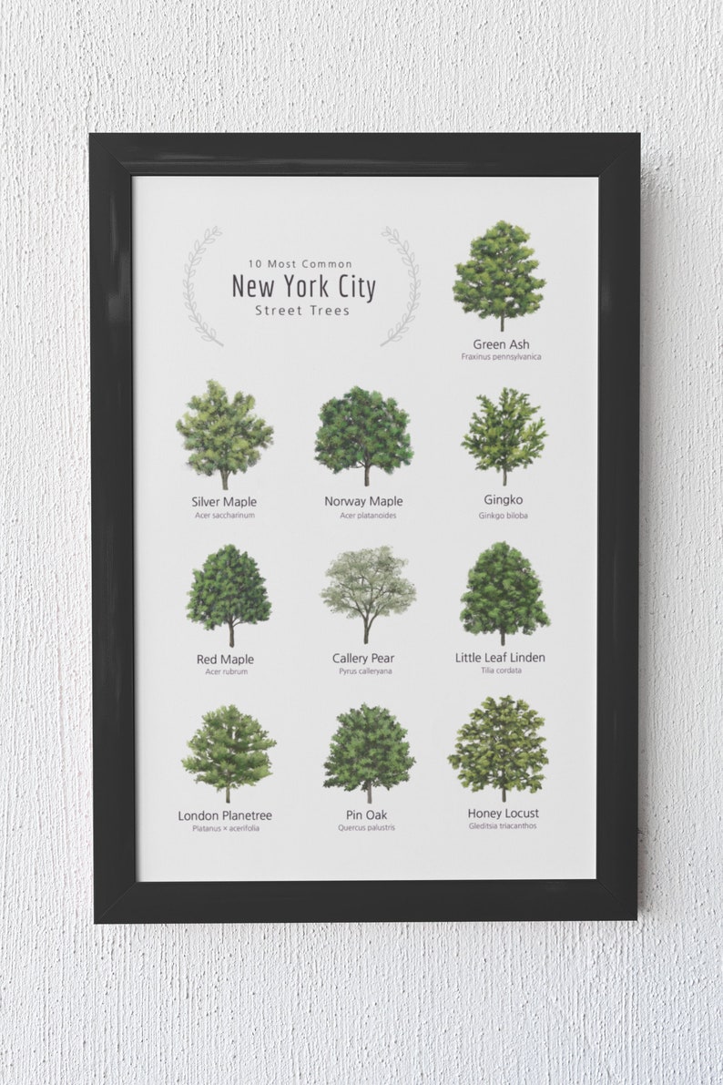 Street Trees of New York City - 12" X 18" Digital File | New York Tree ...