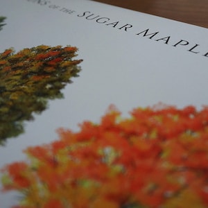Illustrated Sugar Maple Trees, Changing Through the Seasons of the Year ...