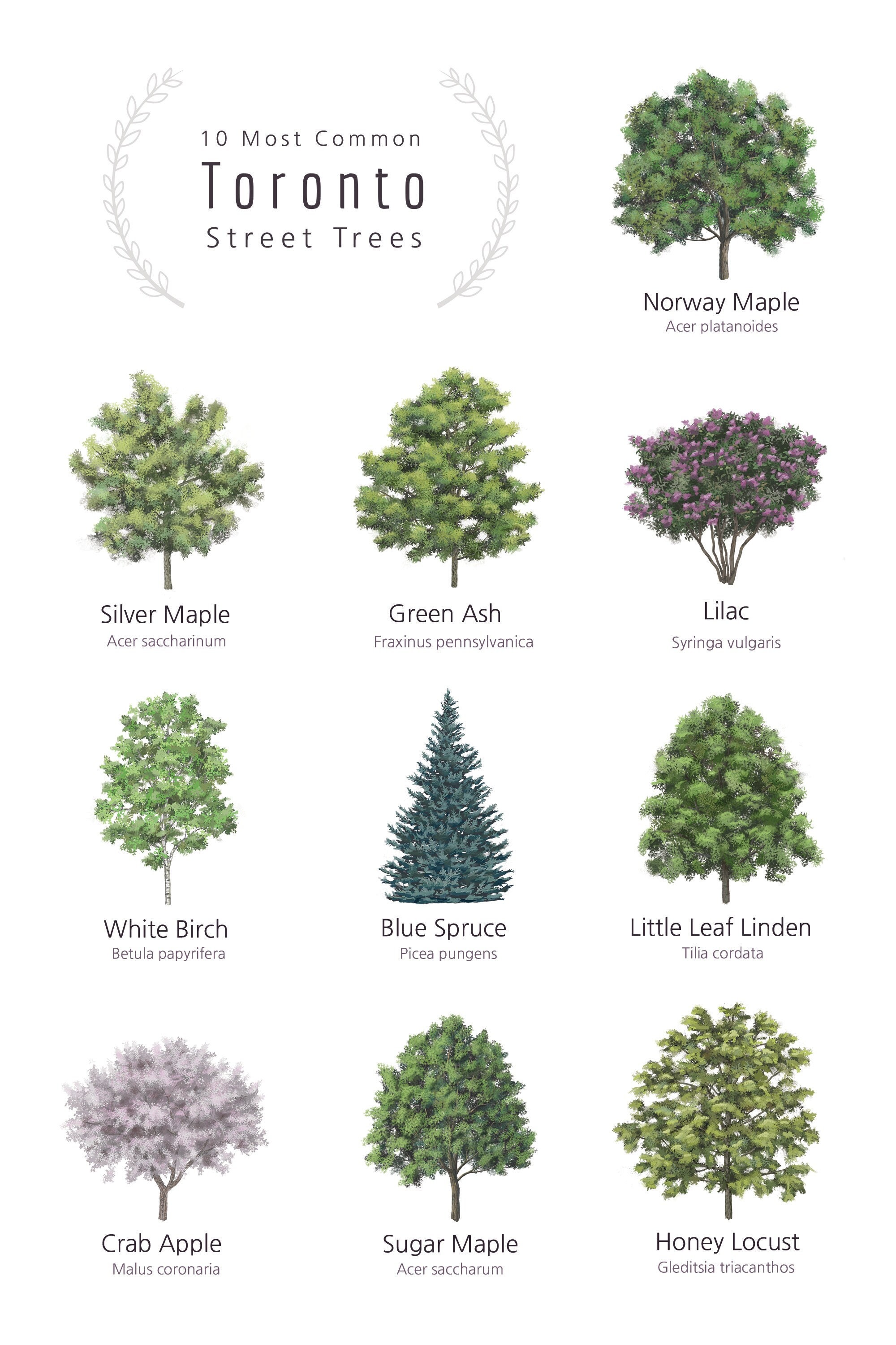 Street Trees of Toronto - 12" X 18" Digital File | Canadian Tree ...