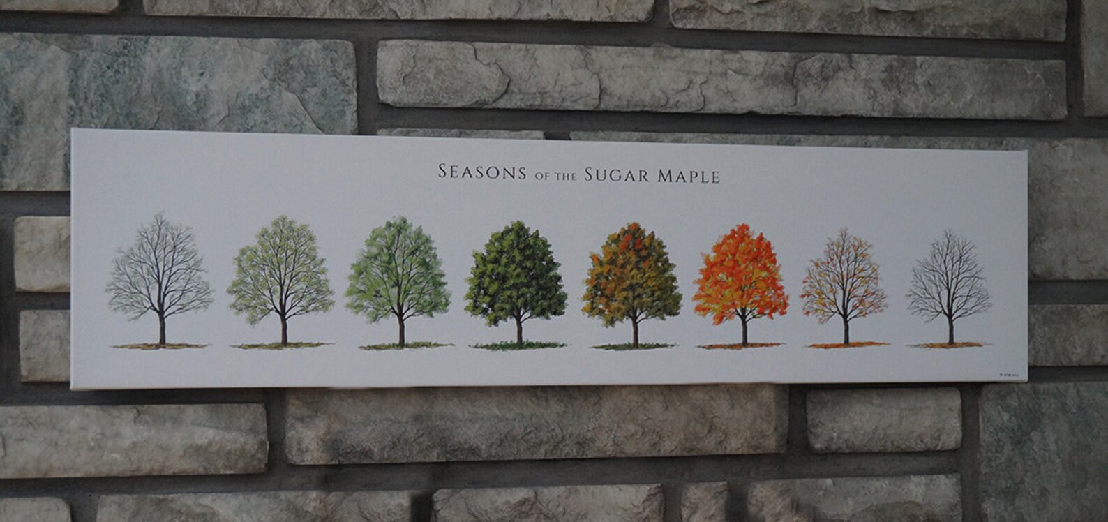 Illustrated Sugar Maple Trees, Changing Through the Seasons of the Year ...
