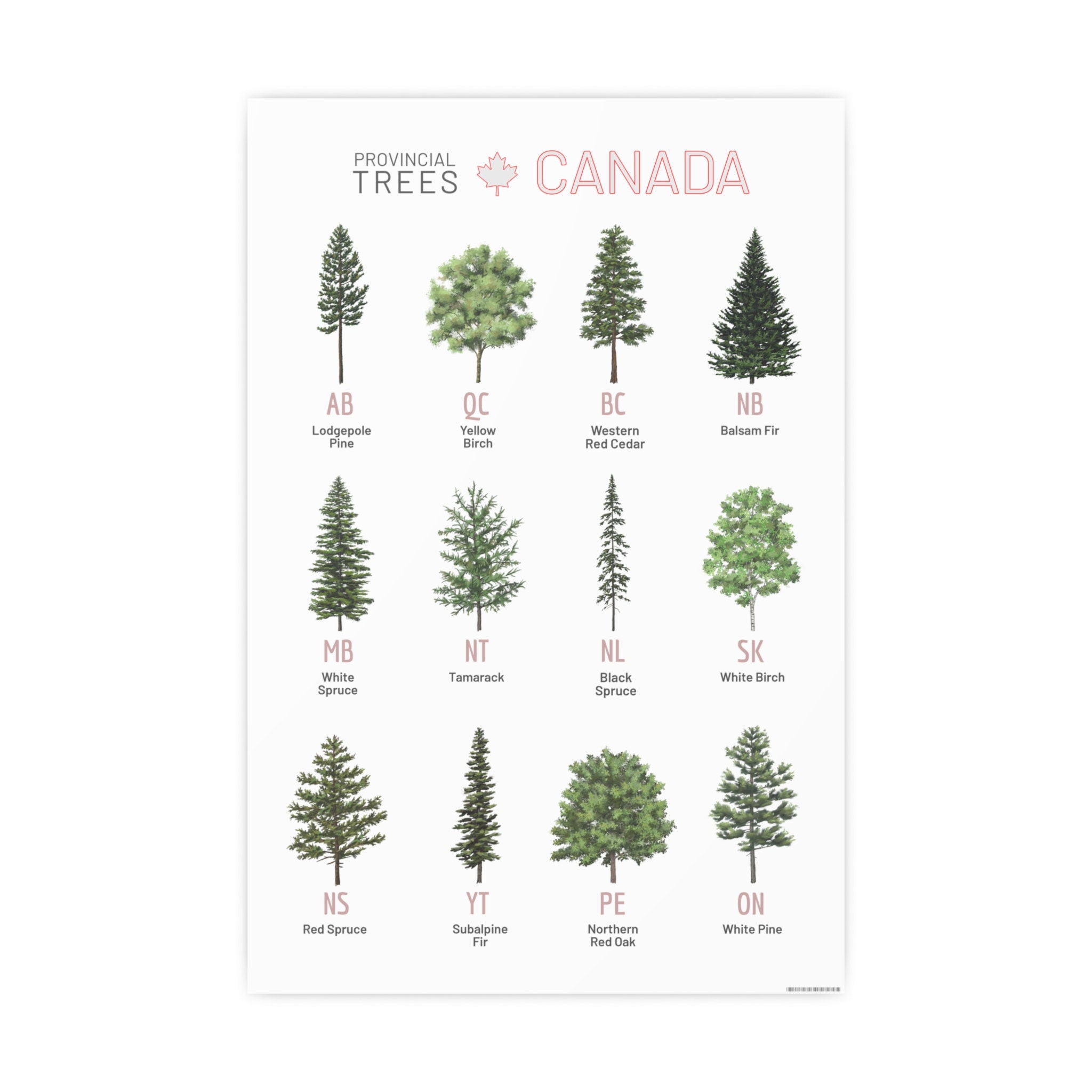 Provincial Trees of Canada Hand Illustrated - Etsy
