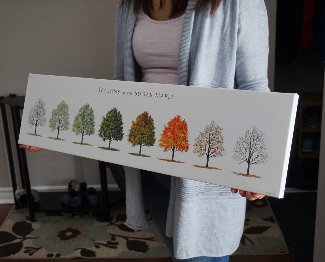 Illustrated Sugar Maple Trees, Changing Through the Seasons of the Year ...