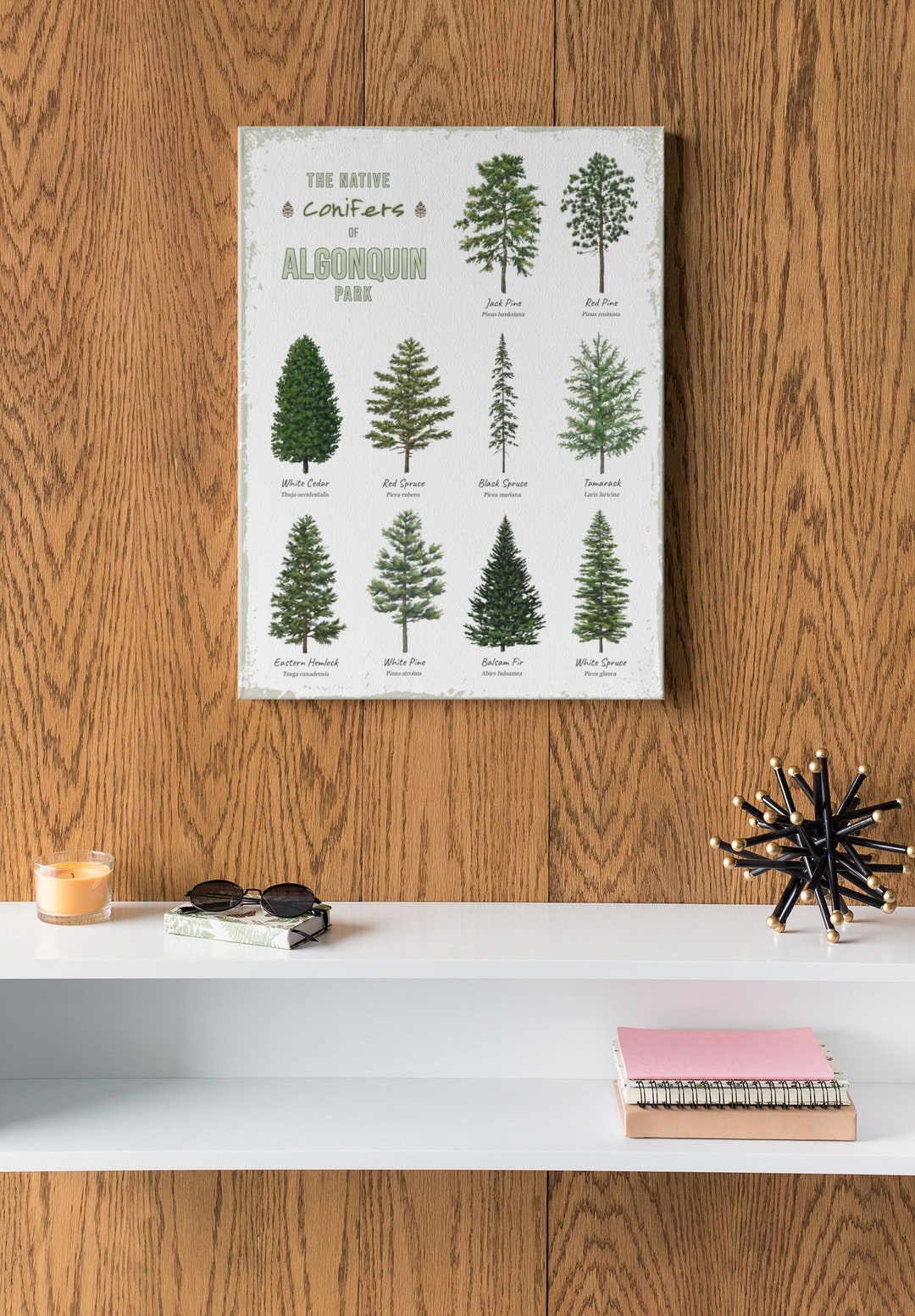 Conifers of Algonquin Park | Native Tree Species, Ontario, Canada - Etsy