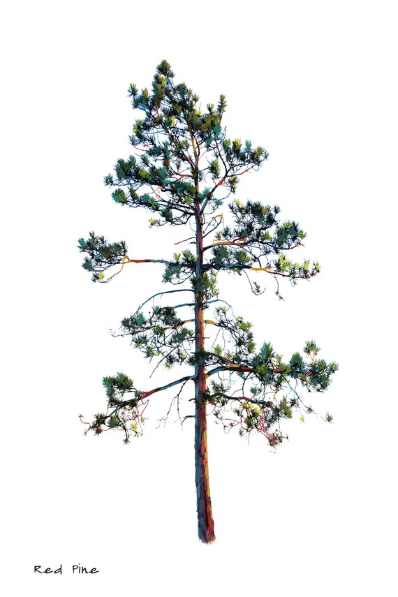 Red Pine Drawing