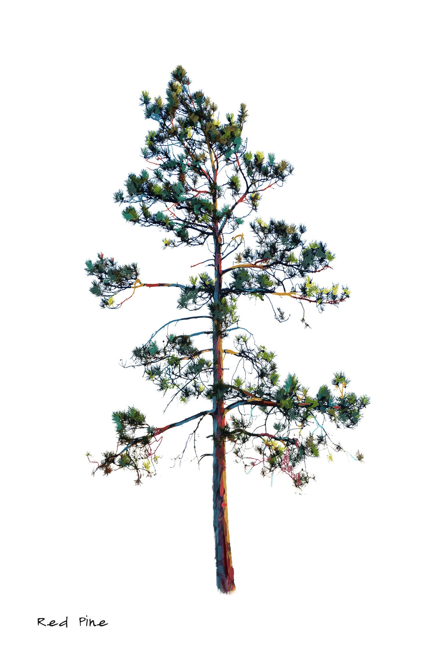 Red Pine Digital Print - Etsy