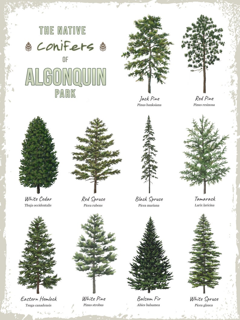 Conifers of Algonquin Park | Native Tree Species, Ontario, Canada - Etsy