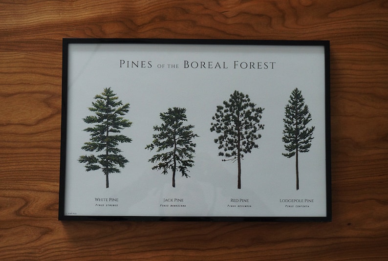 Illustrated Pine Trees of the Boreal Forest, Digital Download - Etsy