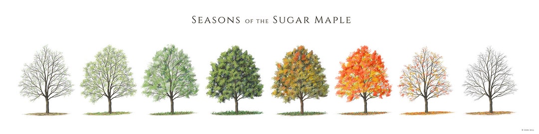 Illustrated Sugar Maple Trees, Changing Through the Seasons of the Year ...