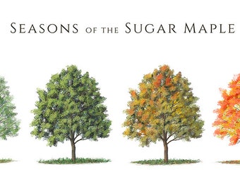 Sugar Maple Tree Drawing