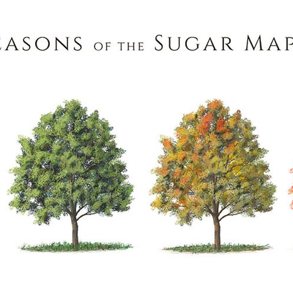 Sugar Maple Tree - Etsy