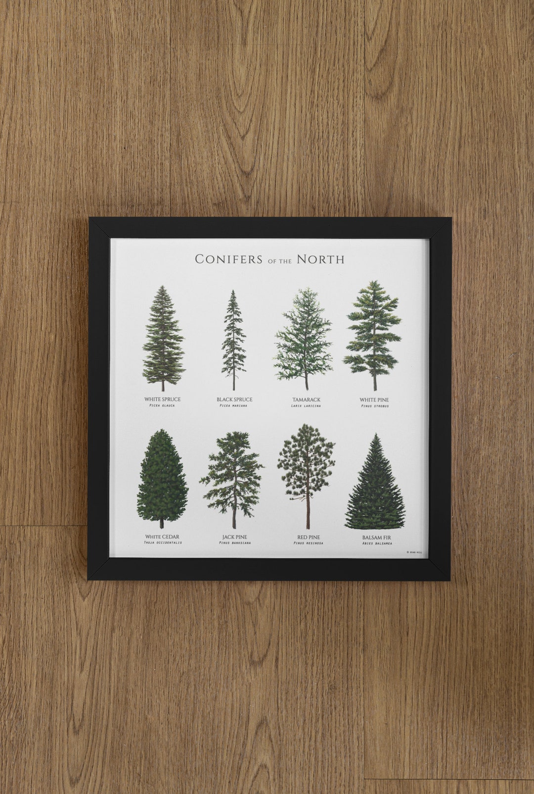 Illustrated Conifer Trees of the Northern Latitues of North America ...