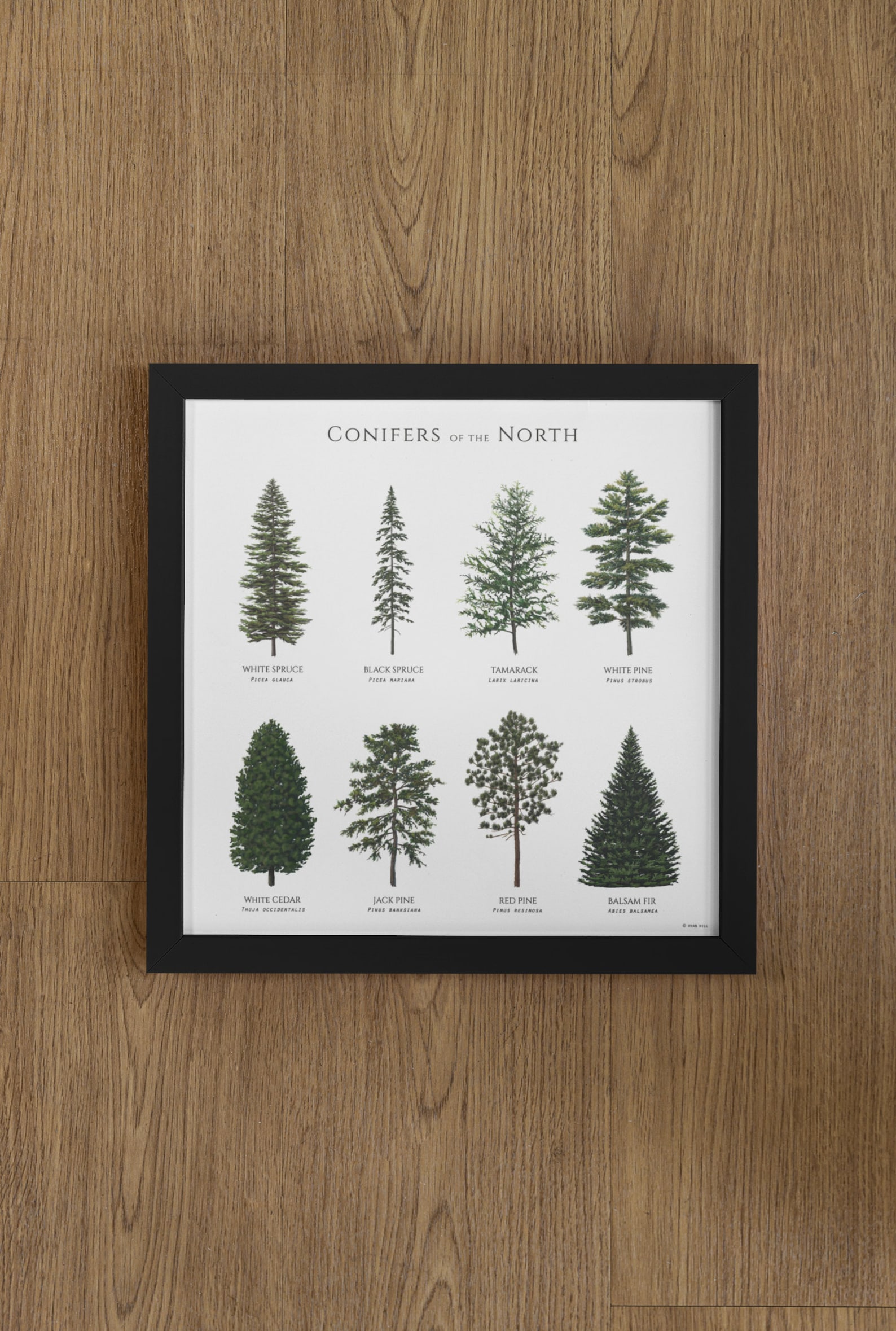 Illustrated Conifer Trees of the Northern Latitues of North America ...