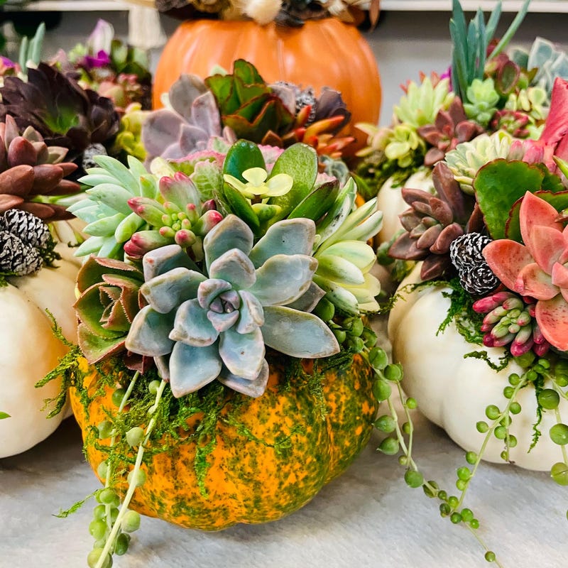 Pumpkin Succulent - Etsy