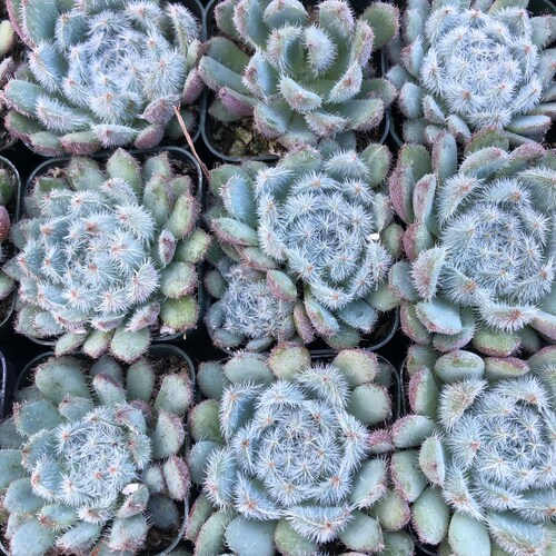 Echeveria Setosa Mexican Fire Cracker Fuzzy Succulent 2 Pack - Etsy