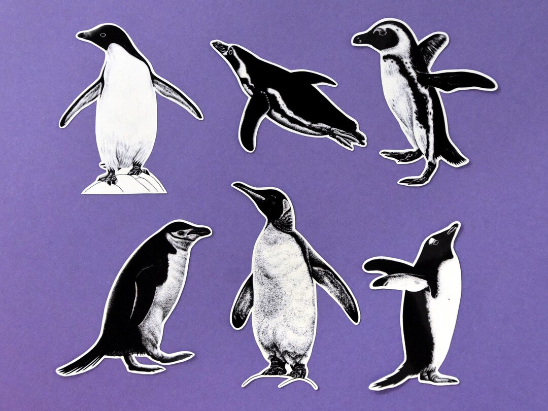 Penguin Illustration Sticker Set - Pack of 6 Vinyl Stickers - Humboldt ...