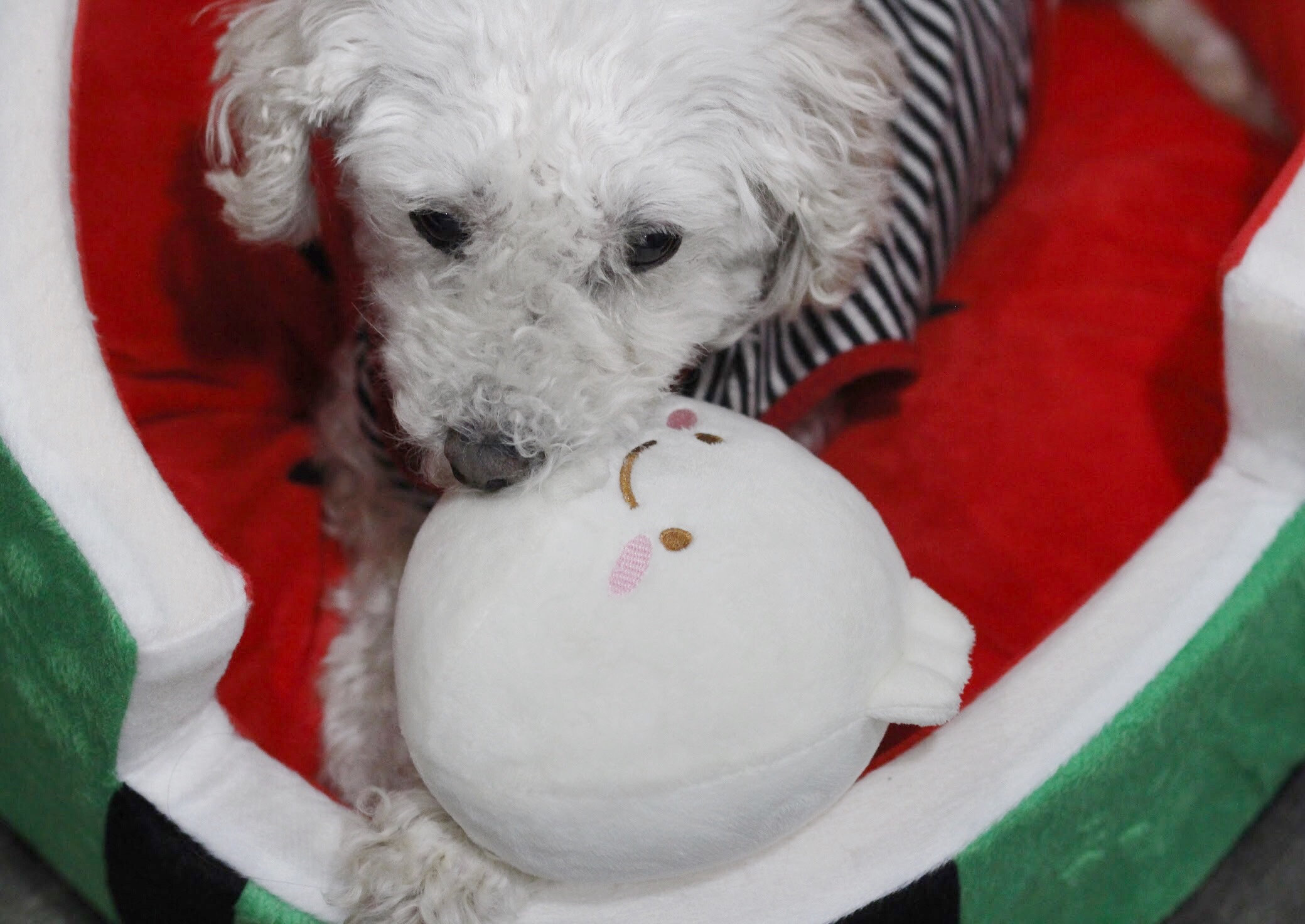 Cute Xiao Long Bao Dog Toy With Squeaker Cute Kawaii Chinese - Etsy