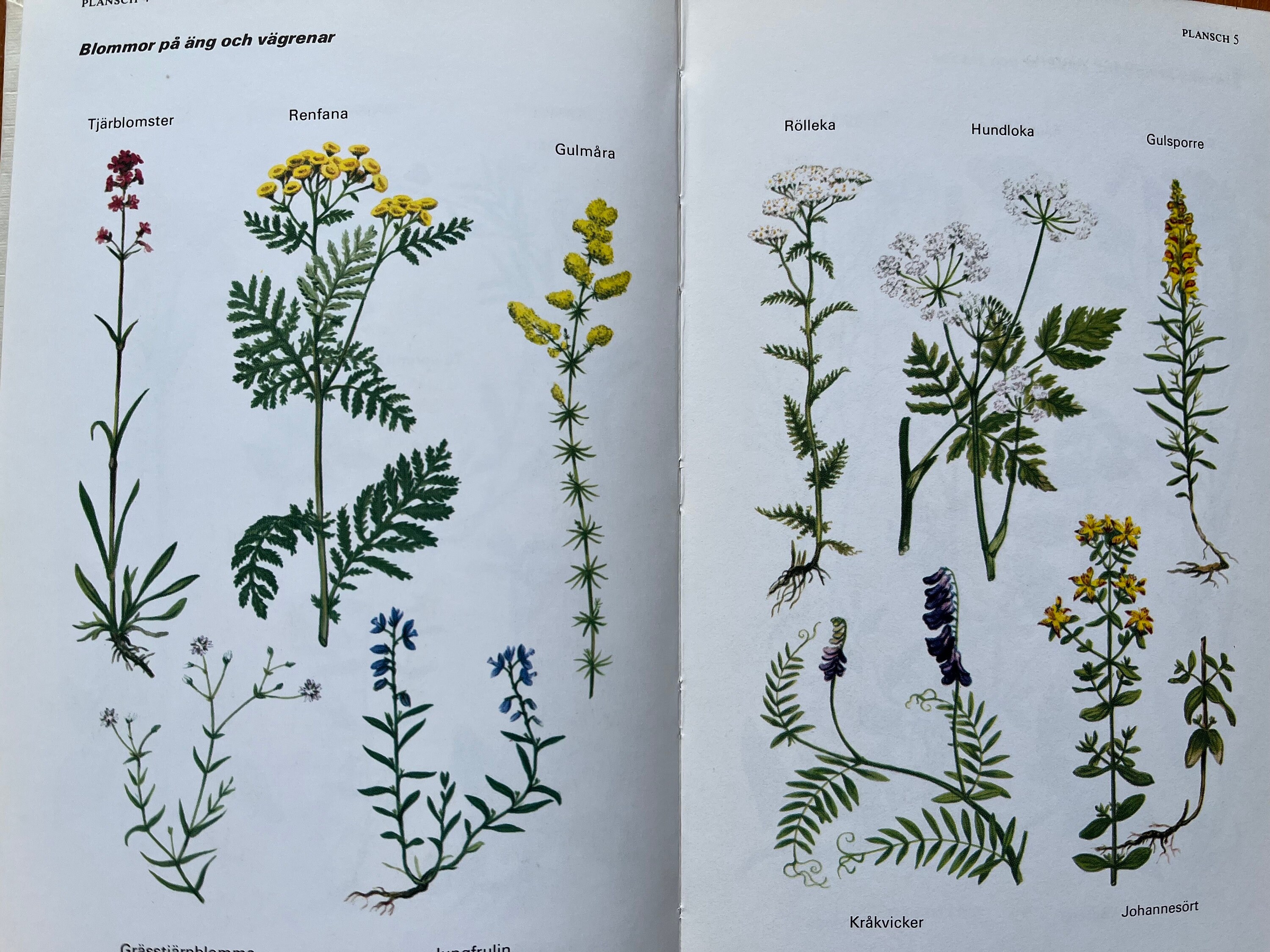 1974 Swedish Vintage Botanical Reference Book Plants Flowers ...