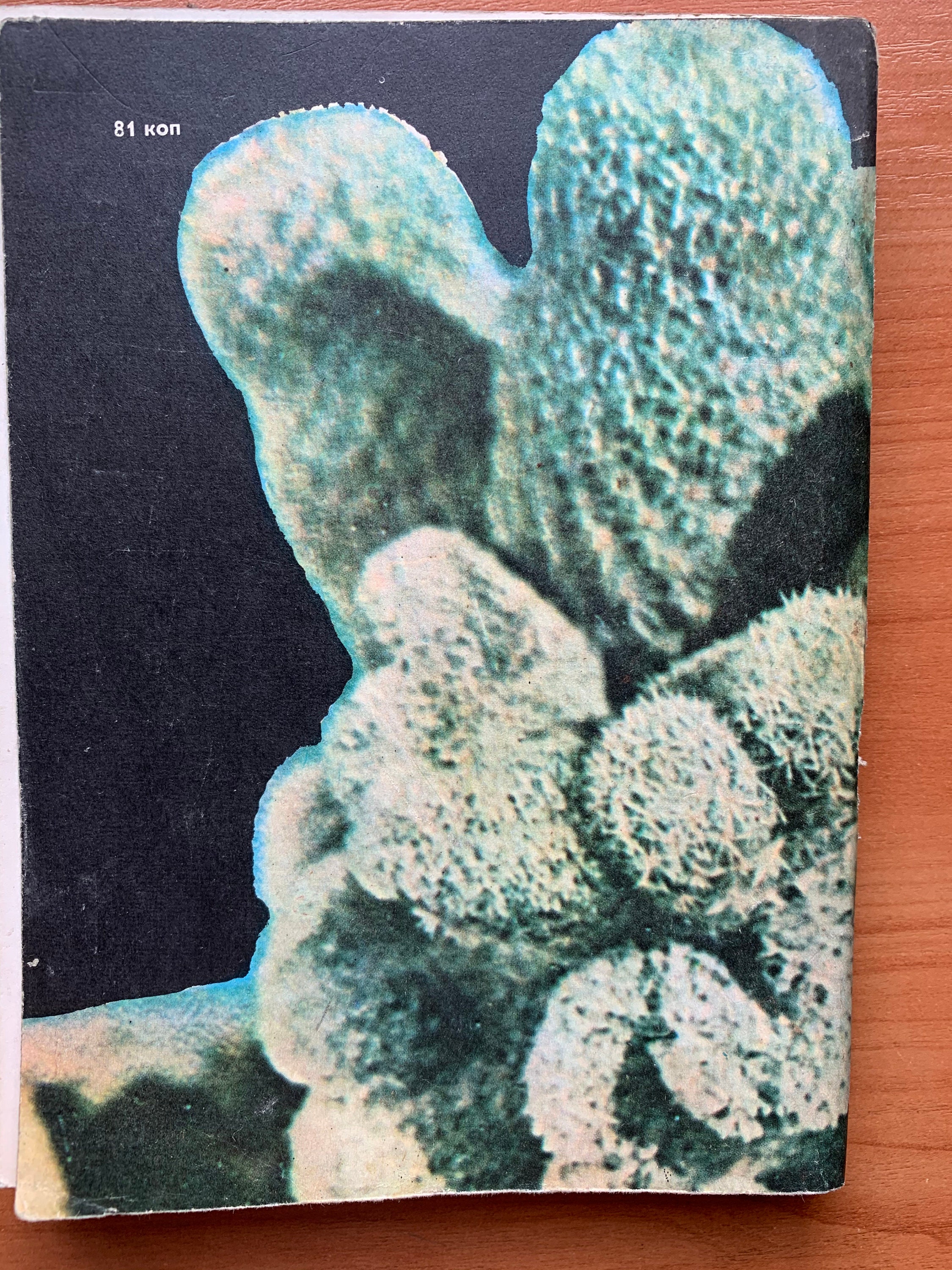 1974 Russian Cactus Book, Exotic Plants & Gardening - Etsy