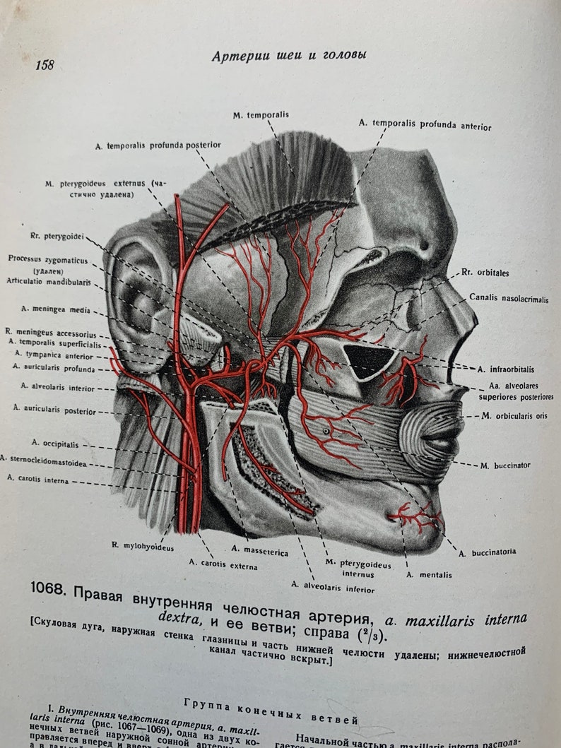 1948 Human Anatomy Atlas Russian Edition Medicine Student - Etsy
