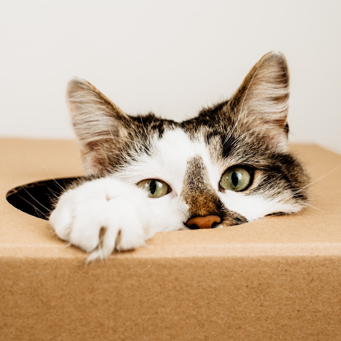Cardboard 6 Modular Cat House Box Playhouse Furniture Cave Etsy