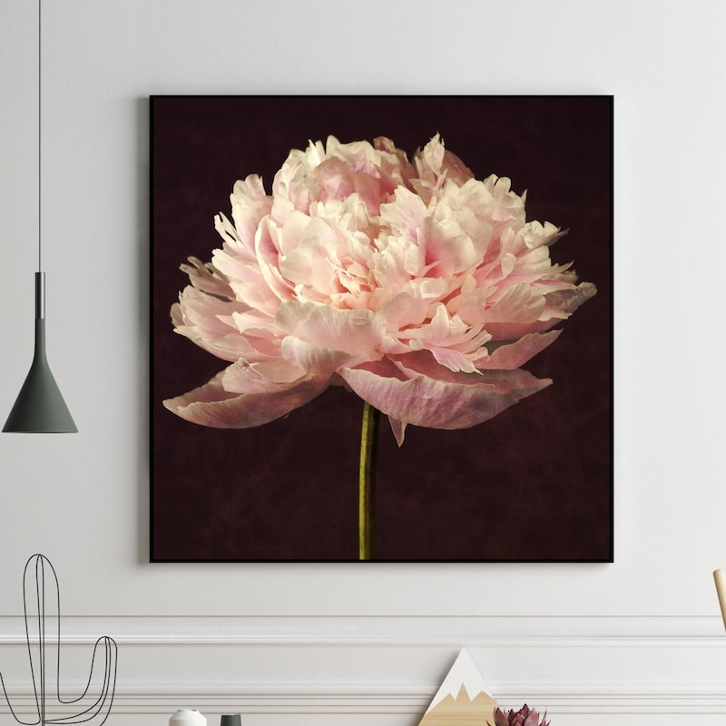 Peony Photography - Etsy