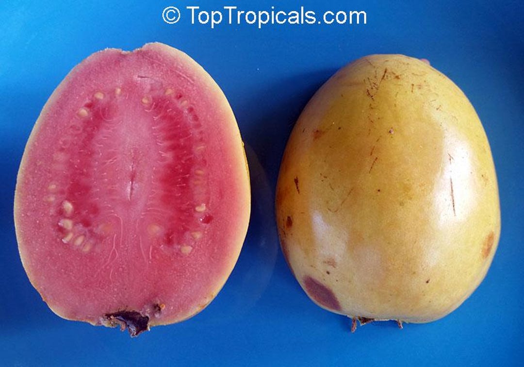 Guava Tree Hong Kong (hawaiian), Psidium Guajava Tree Live Plant in 3 ...