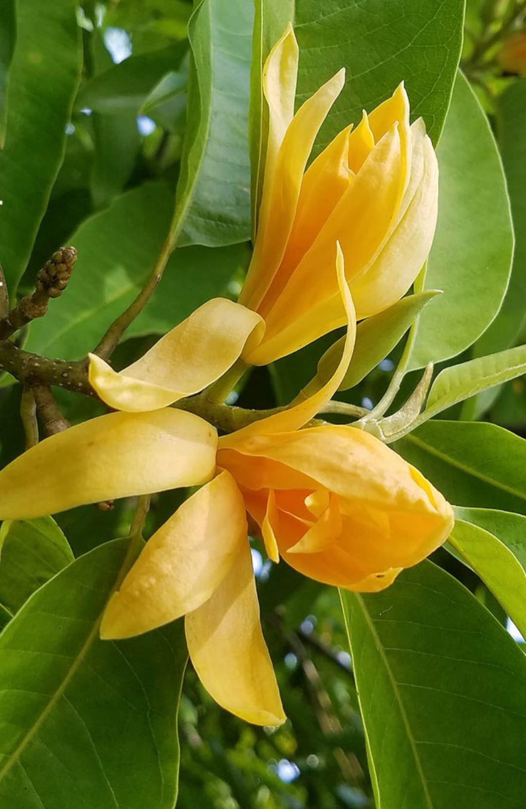 Yellow Golden Magnolia Champaca, Joy Perfume Tree, Live Plant in 3 Gal ...