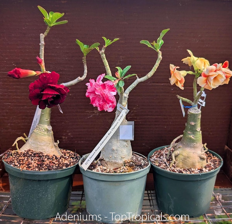Desert Rose, Adenium, Grafted Plant. Light Colors - Etsy