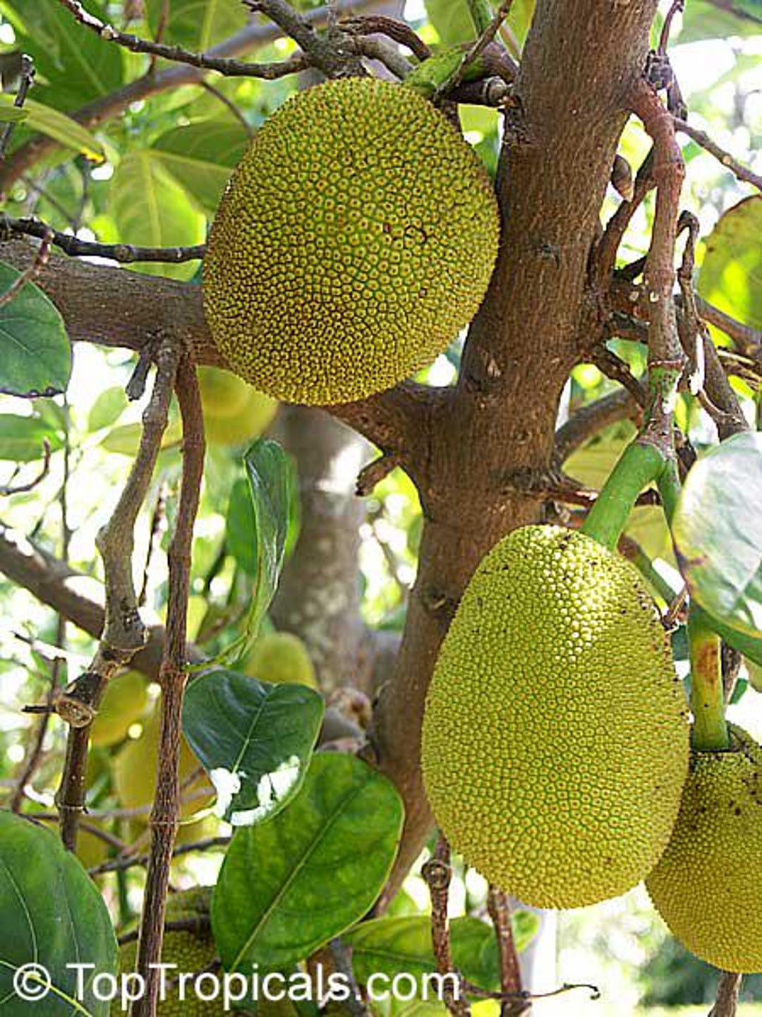 Jackfruit Super Thai (artocarpus Heterophyllus) Fruit Tree Live Plant ...