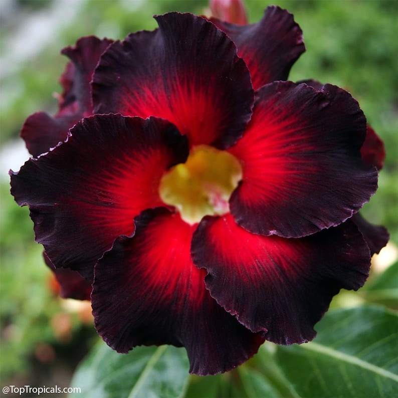 Desert Rose, Adenium, Grafted Plant. Dark Colors - Etsy