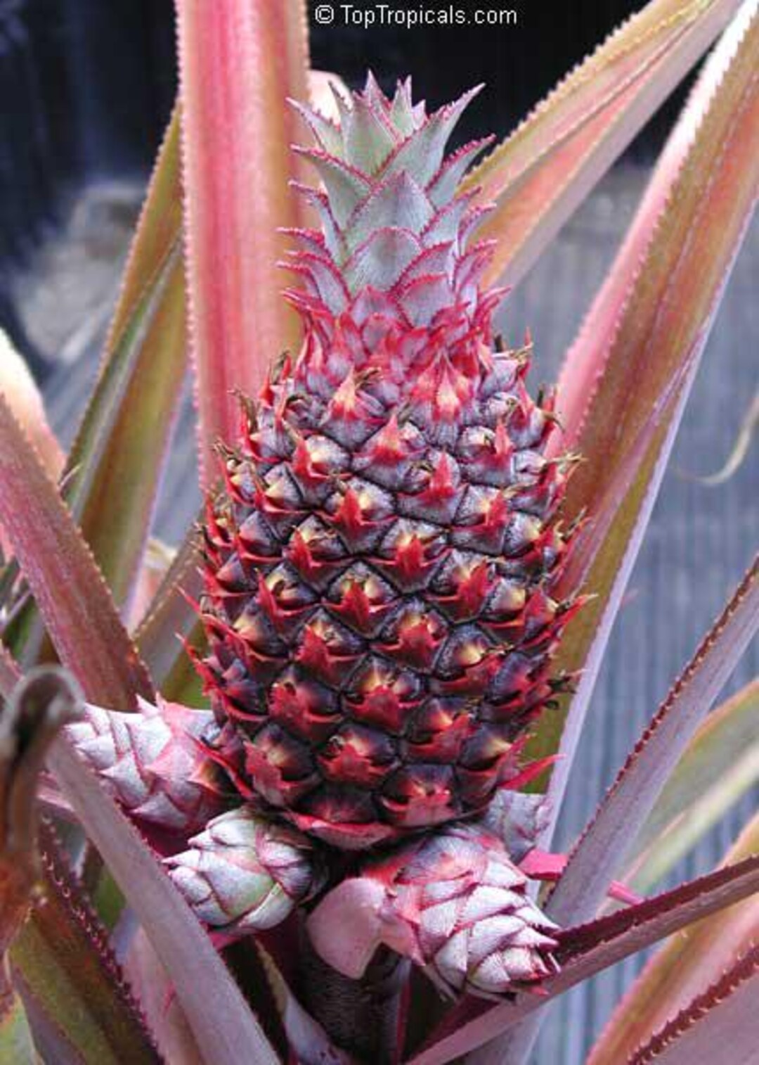 Pineapple Fruit Plant Red Florida Special, Ananas Comosus Live Plant in ...