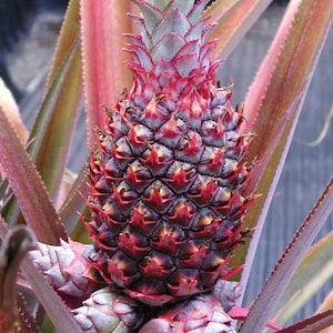 Pineapple Fruit Plant Red Florida Special, Ananas Comosus Live Plant in ...