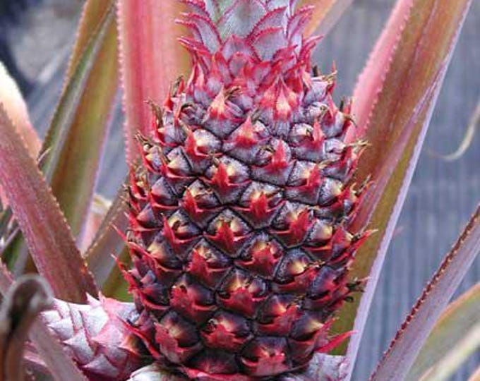 Pineapple Fruit Plant Red Florida Special, Ananas Comosus Live Plant in ...