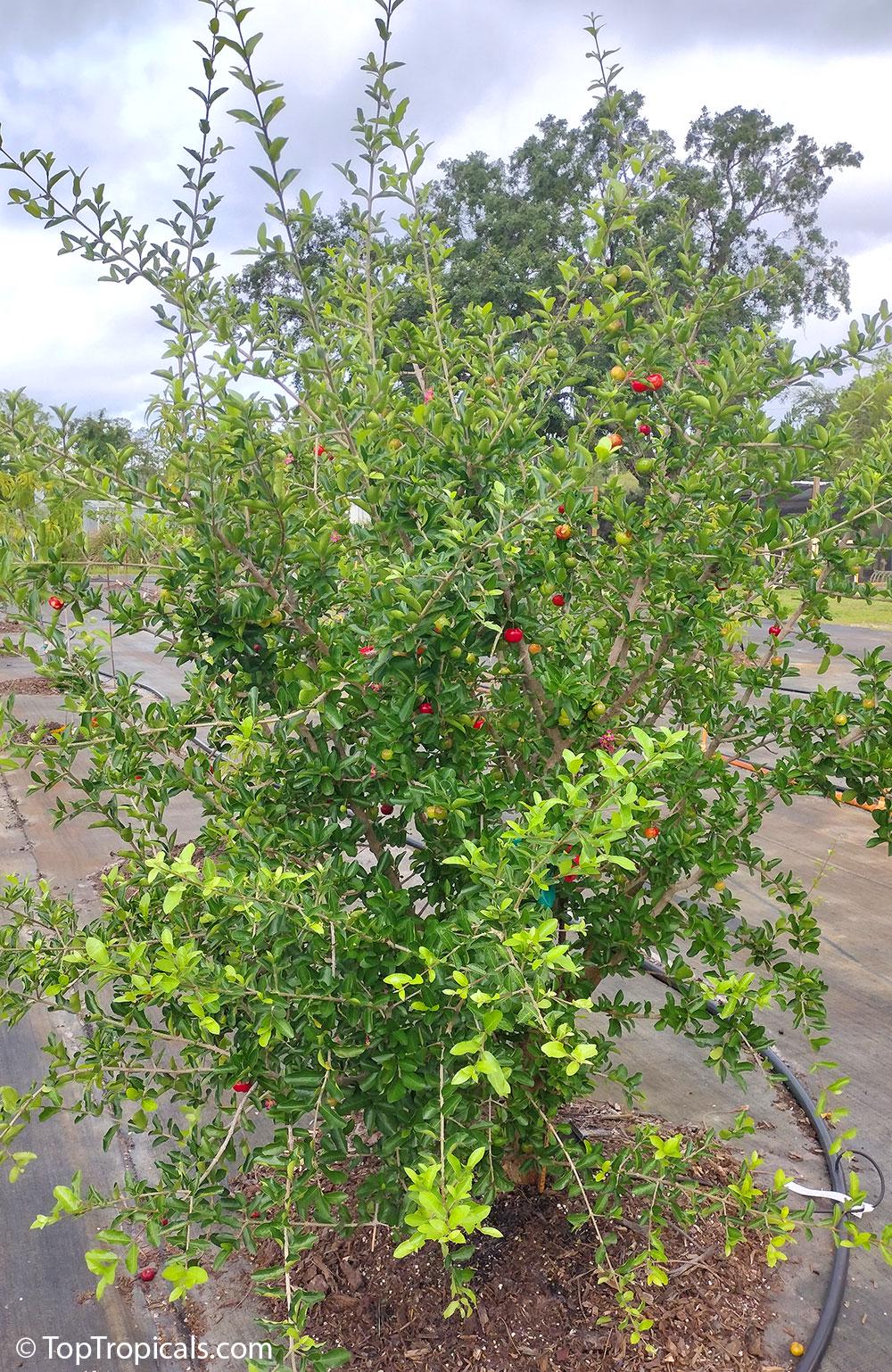 Barbados Cherry, Acerola, Malpighia Glabra Fruit Tree Live Plant in 3 ...